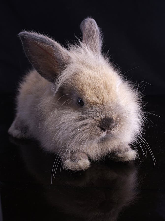 Gray angora rabbit stock photo. Image of sleep, fluff - 6793596