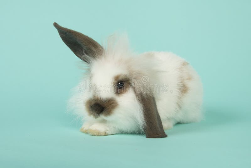 Rabbit lying down stock image. Image of farm, mammal - 71538429