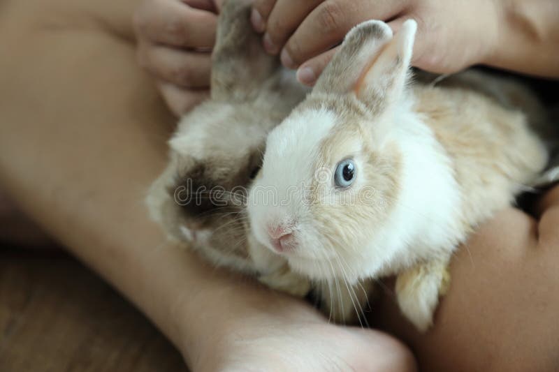Cute Young Rabbit stock image. Image of feed, males - 336114765