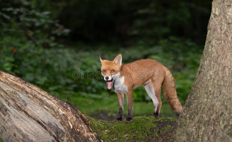 Cute Young Red Fox with Its Mouth Open, Standing on a Fallen Tree in a ...
