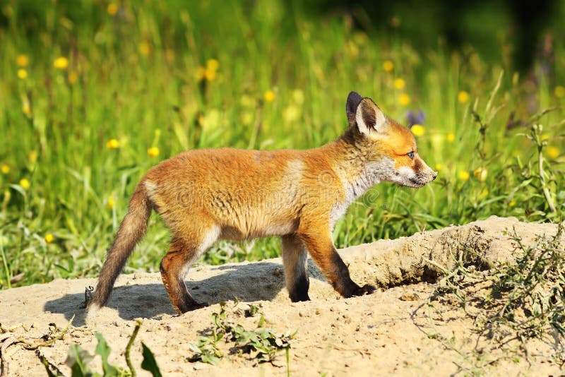 Cute young red fox stock image. Image of look, family - 106883873