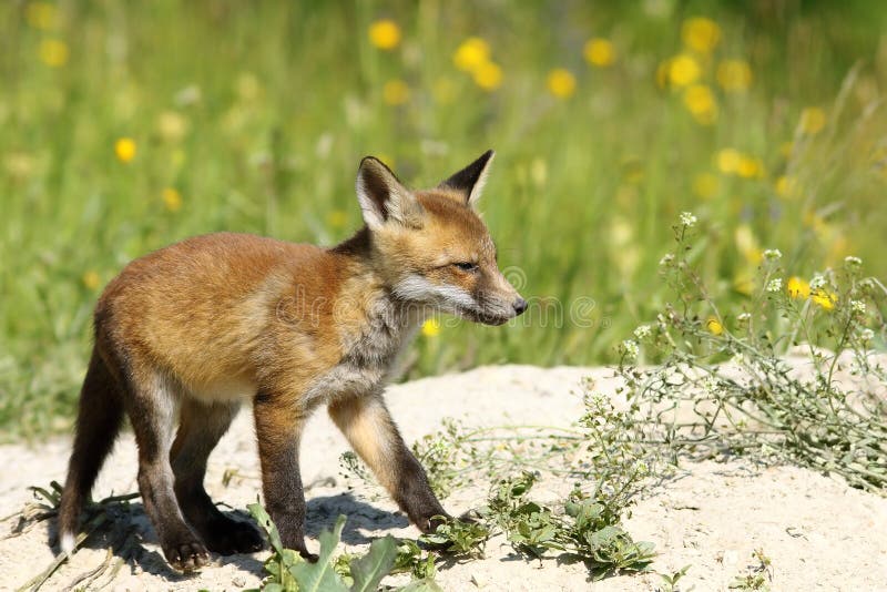 Cute young red fox stock photo. Image of adorable, carnivore - 73734612