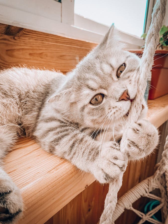 Cute Young Scottish Cat Close Up Stock Image - Image of friendly ...