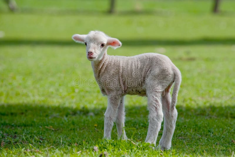 Young baby lamb stock photo. Image of animal, farm, infant - 6341574
