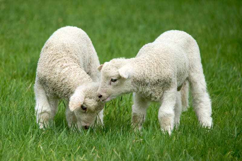 549 Lambs Playing Stock Photos - Free & Royalty-Free Stock Photos from ...