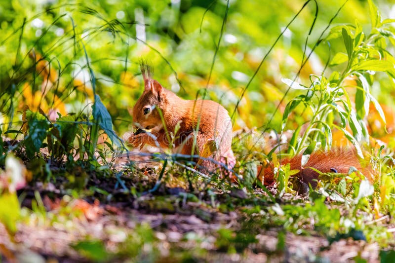 Cute Young Squirrel Portrait on Tree at Park, Wildlife Stock Image ...