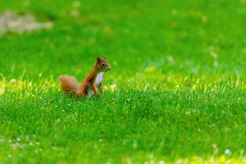 Cute Young Squirrel Portrait on Tree at Park, Wildlife Stock Photo ...