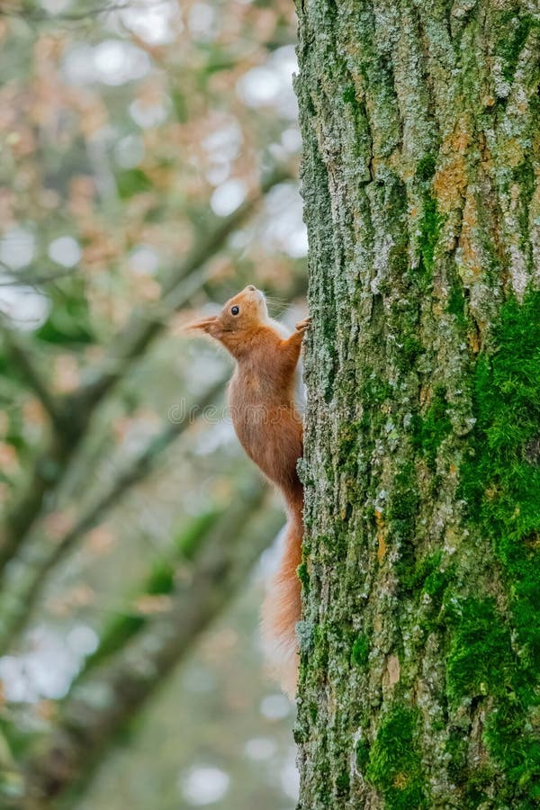 Cute Young Squirrel Portrait on Tree at Park, Wildlife Stock Photo ...