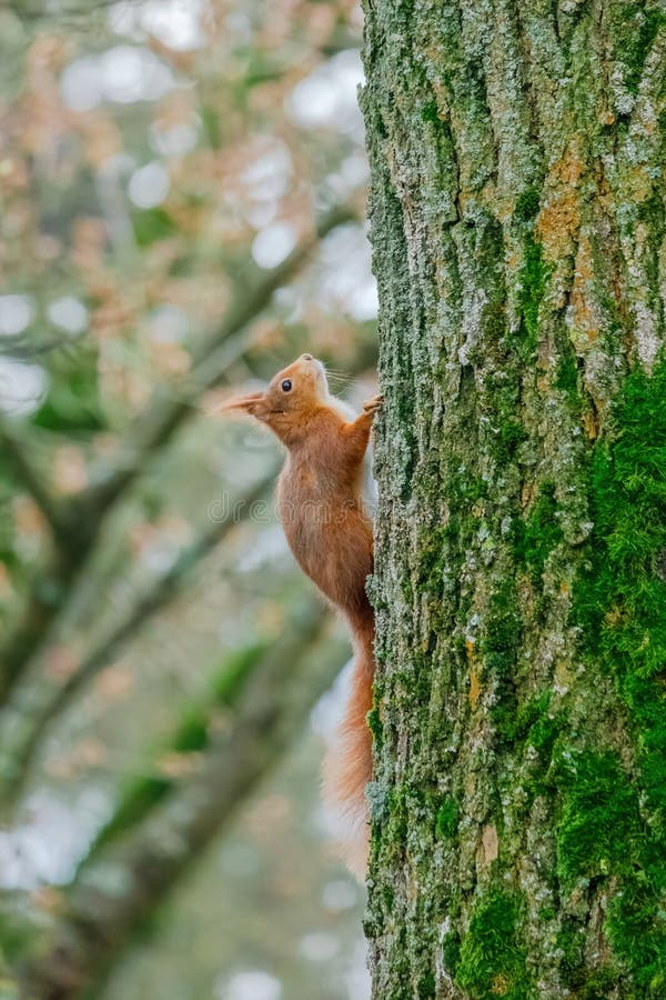 Cute Young Squirrel Portrait on Tree at Park, Wildlife Stock Image - Image of color, small ...