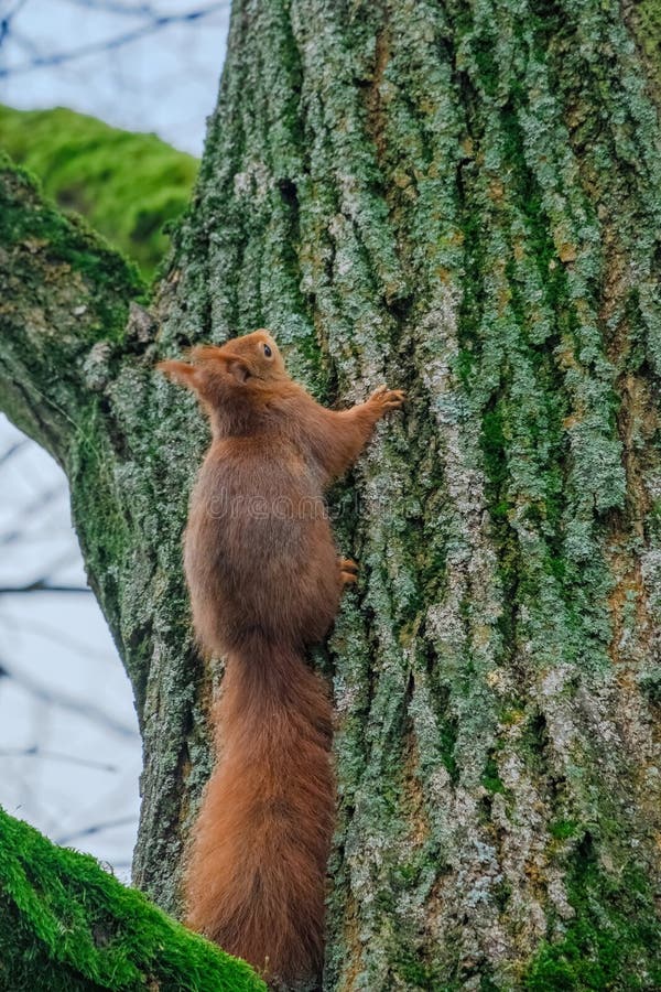 Cute Young Squirrel Portrait on Tree at Park, Wildlife Stock Photo - Image of cute, mammal ...