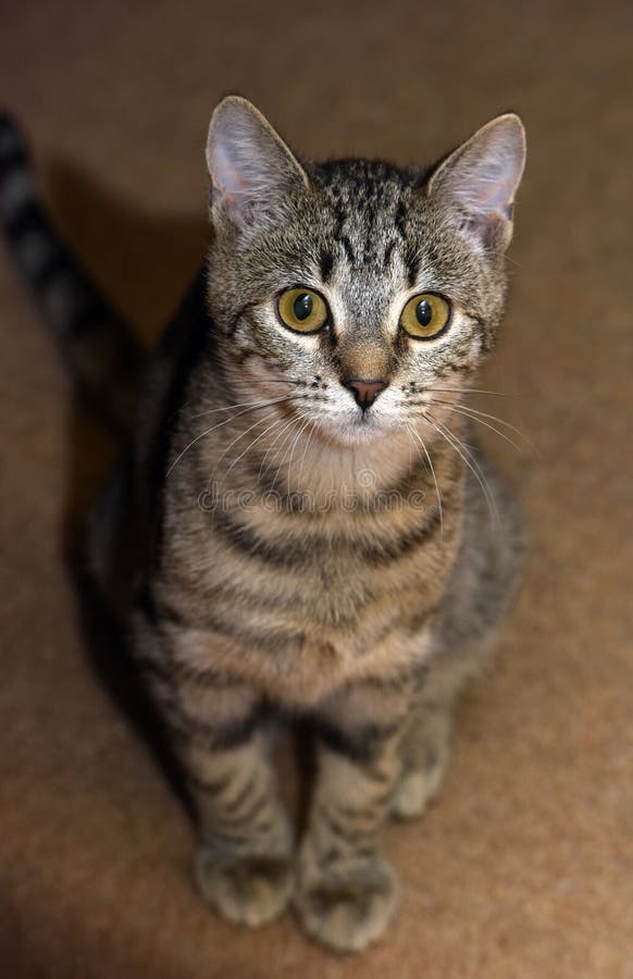 Cute Young Tabby Cat Sitting Stock Photo - Image of breed, funny: 178757928