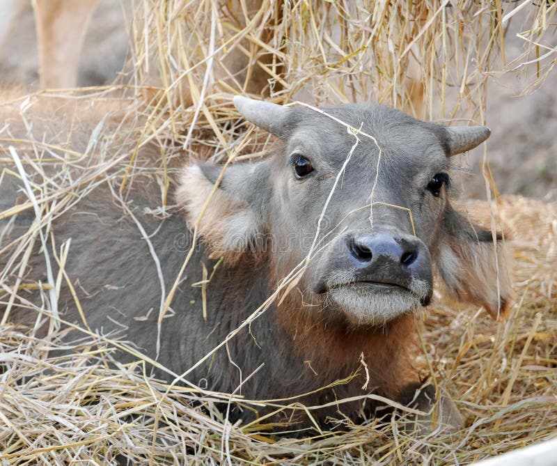 Cute young water buffalo stock photo. Image of habitat - 91205306