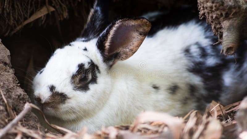 Cute White and Black Bunny Rabbit Relaxing at Home in the Hole Stock ...
