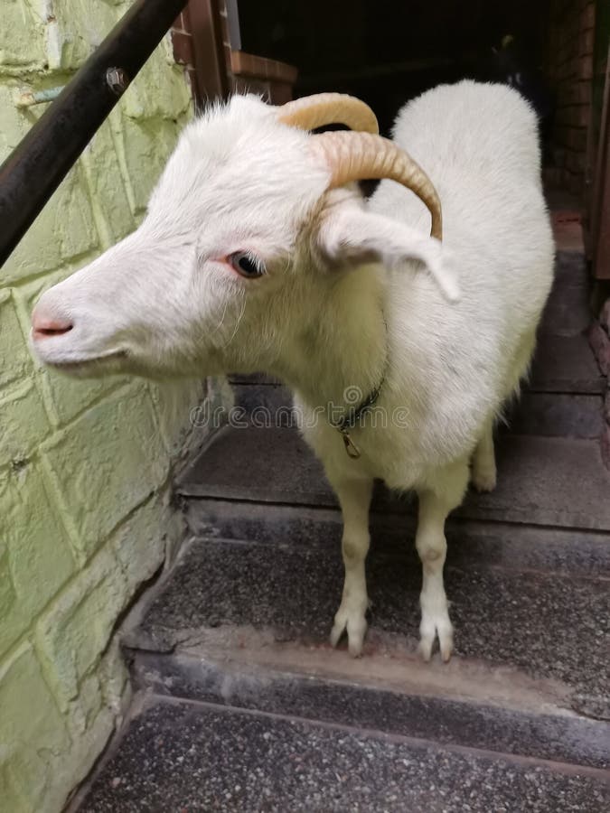 Cute young white goat stock photo. Image of indoor, texture - 274491438