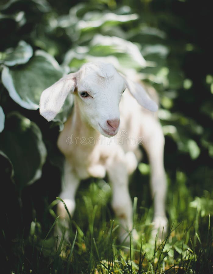 Cute Young White Goatling in a Garden Stock Image - Image of animal ...