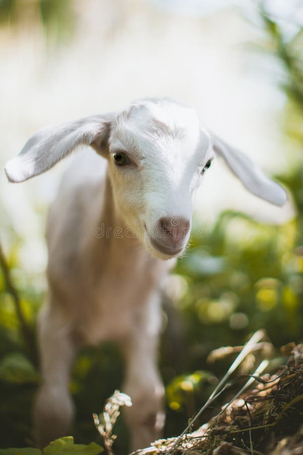 Cute Young White Goatling in a Garden Stock Image - Image of farming ...