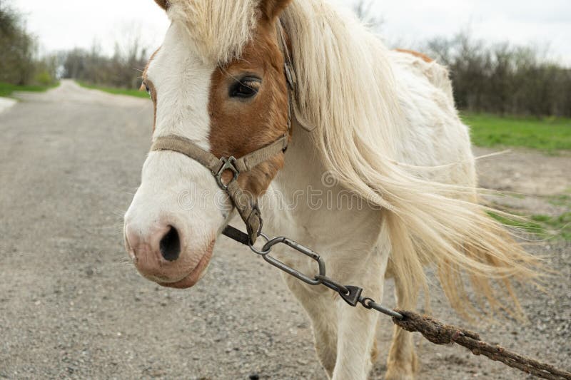 Cute Young White Pony in the Countryside in Spring. Stock Photo - Image ...