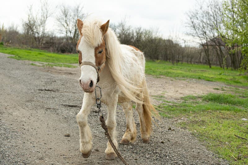 Cute Young White Pony in the Countryside in Spring. Stock Image - Image ...