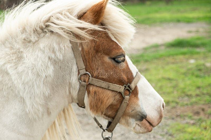 Cute Young White Pony in the Countryside in Spring, Large Portrait ...