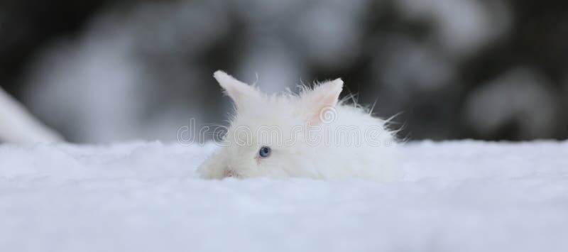 Cute White Rabbit in Winter Stock Image - Image of sitting, white ...
