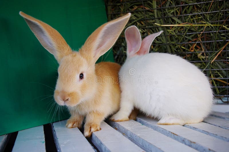 Cute Young White and Yellow Rabbits Close-up Stock Photo - Image of ...