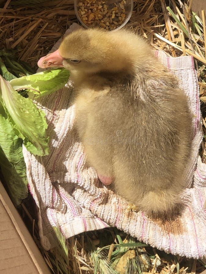 Cute Young Yellow Duck in the Chicken Coop Stock Photo - Image of ...