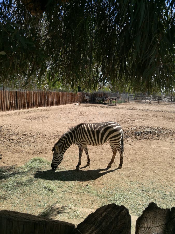 Cute Zebra stock photo. Image of green, beautiful, travel - 88901828