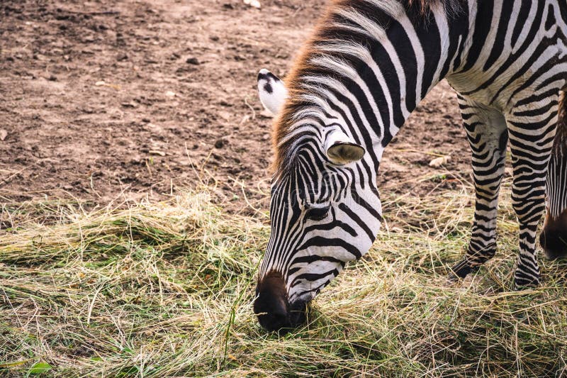 Cute zebra in nature. stock photo. Image of tree, park - 277100980