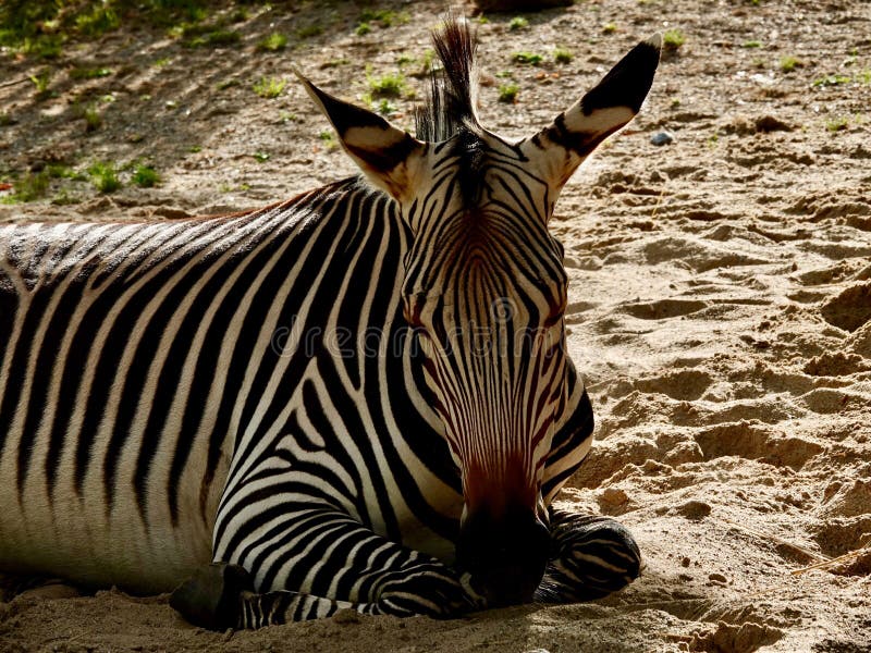 Cute Zebra Resting on the Sandy Ground Stock Photo - Image of beautiful ...