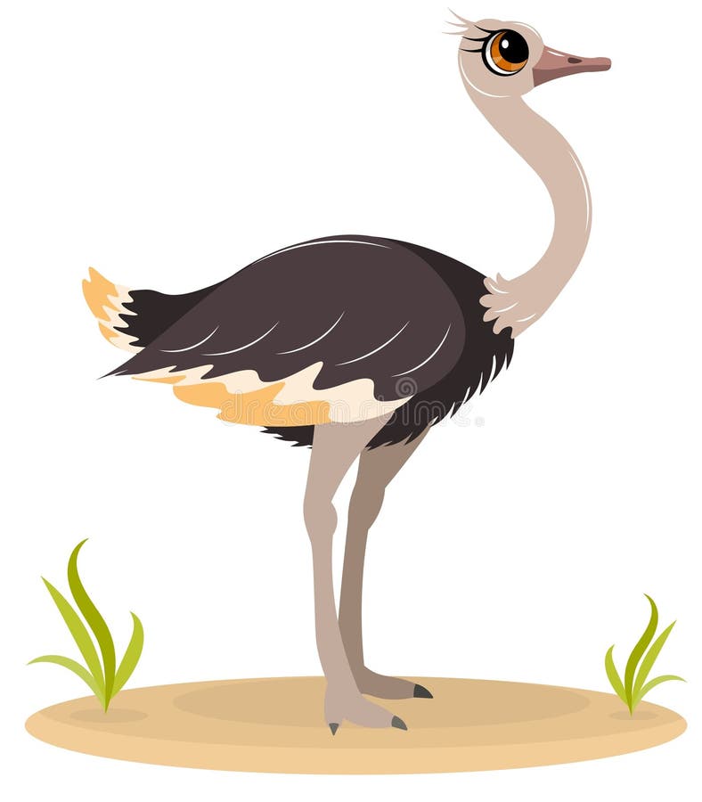 Cute Zoo. Vector Birds. Cute Ostrich Stock Illustration - Illustration ...