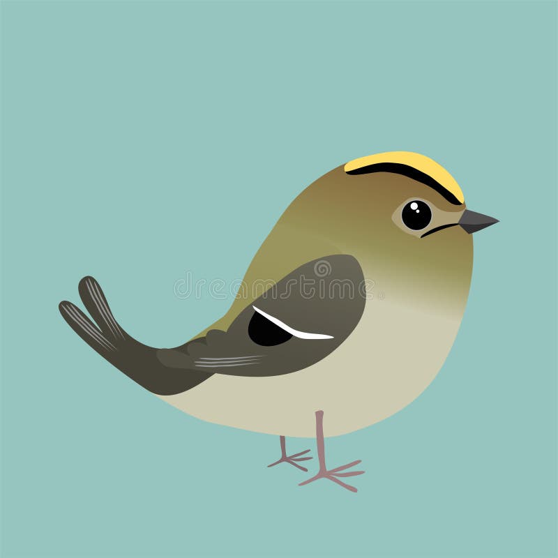 Firecrest Bird Stock Illustrations – 20 Firecrest Bird Stock ...