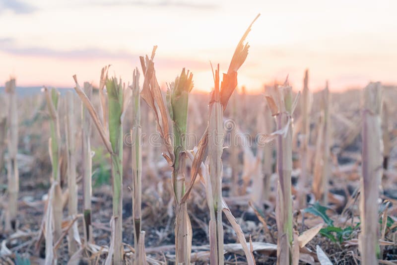 Cut Corn Stubble and Chaff in an Autumn Field Stock Image - Image of ...