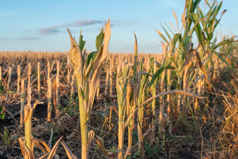 Cut Corn Stubble and Chaff in an Autumn Field Stock Image - Image of ...