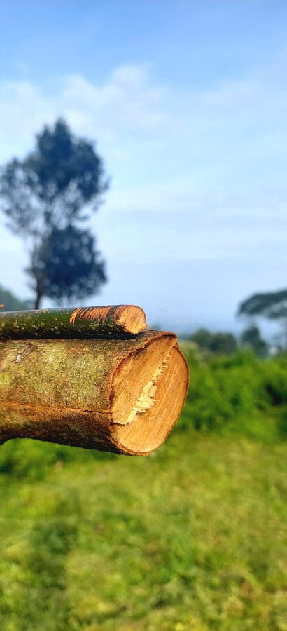 Smaal piece of wood stock image. Image of branch, smaal - 261654231