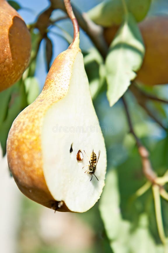 Cuted Pear on Tree with Axis Stock Photo - Image of summer, food: 11969716