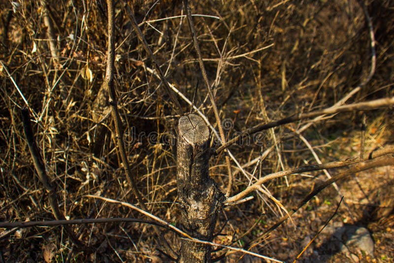 Cuted tree stock photo. Image of color, area, woods, trees - 66363924