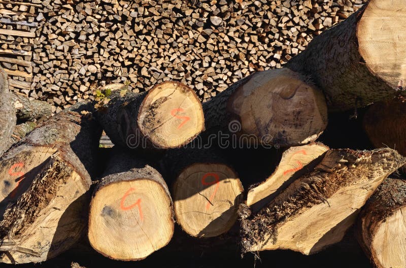 Cuted Trees Ready for Cutting Stock Image - Image of plank, material ...