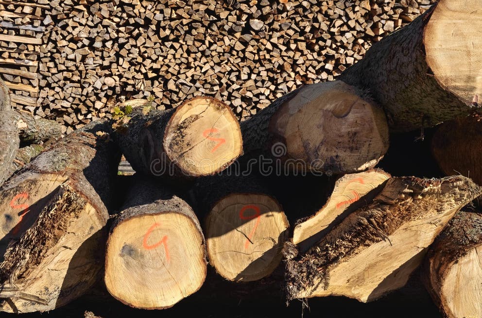 Cuted Trees Ready for Cutting Stock Image - Image of plank, material ...