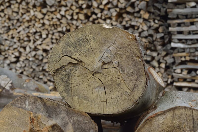Cuted Trees Ready for Cutting Stock Image - Image of forestry, chop ...
