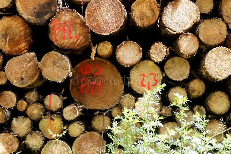 Cuted Trees on Wild Forest Background 50,6 Megapixels Stock Photo ...