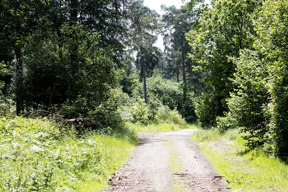 Cuted Trees on Wild Forest Background Stock Image - Image of ...