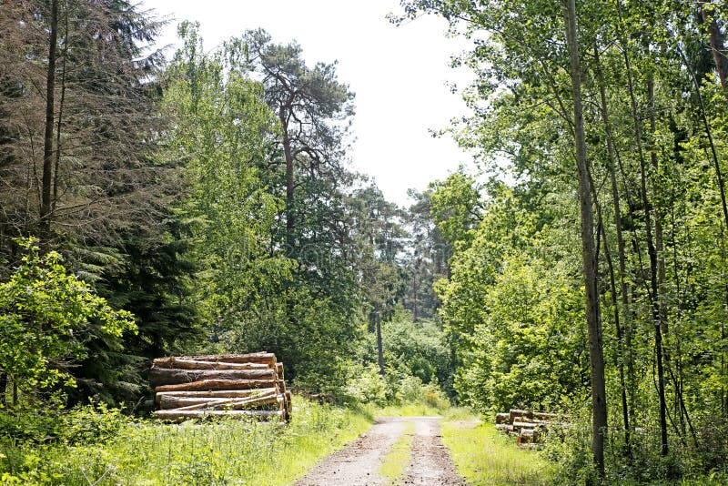 Cuted Trees on Wild Forest Background Stock Photo - Image of paper ...