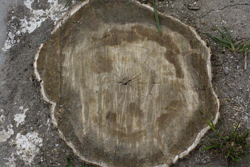 Cutted wood root stock photo. Image of trees, tree, grain - 30541366