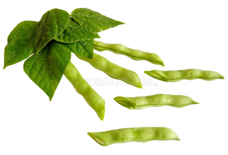 Young bean plant stock photo. Image of organic, garden - 2289508