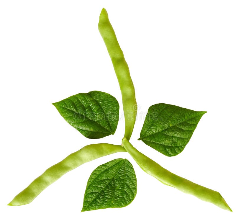 Young bean plant stock photo. Image of organic, garden - 2289508