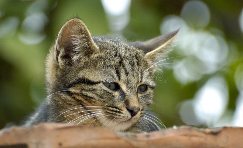 Cuten kitten stock photo. Image of cats, stray, animals - 62562