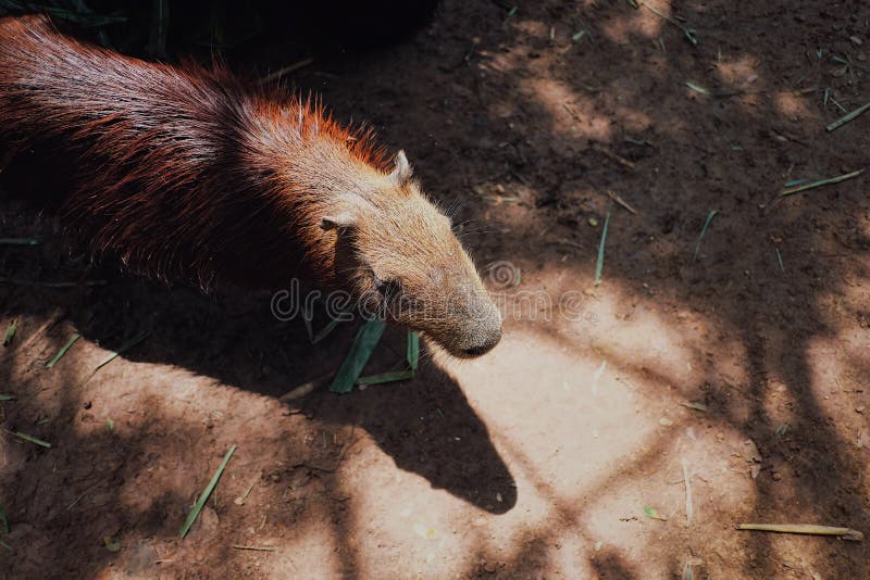 Cabybara Eating Person Stock Photos - Free & Royalty-Free Stock Photos ...