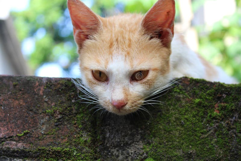 Cuteness overload stock image. Image of cuteness, overload - 121944327