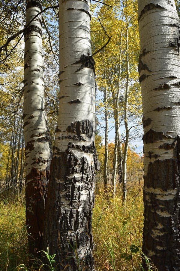 The cutes of the aspens stock photo. Image of cuts, aspen - 233366882