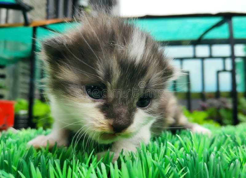 Cutest baby kitten stock image. Image of cutest, baby - 233759701
